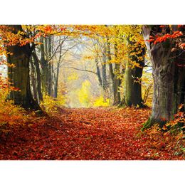 papermoon Fototapete &raquo;Autumn Forest Path&laquo; glatt bunt Vlies B/L: 5m x 2,8m, Bahnen: 10 Stk.