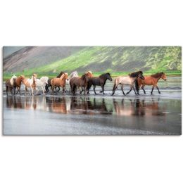 Artland Leinwandbild &raquo;Isl&auml;ndische Pferde XIV&laquo; Haustiere 1 Stk. tlg. auf Holzrahmen gespannt beige Leinwand B/H/T: 100cm x 50cm, Leinwandbild Haustiere 