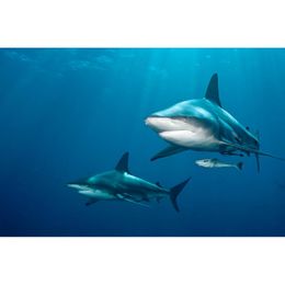 papermoon Fototapete &raquo;SCHWARZSPITZEN-HAI-MEER UNTERWASSERWELT FISCHE DELFIN&laquo; bunt Vlies B/L: 1,5m x 1,11m, Bahnen: 7 Stk.
