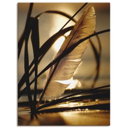 Artland Wandbild &raquo;Feder im Abendlicht&laquo; Gr&auml;ser 1 Stk. tlg. als Leinwandbild, Poster in verschied. Gr&ouml;&szlig;en gold Leinwand B/H/T: 60cm x 80cm, Leinwandbild Gr&auml;ser 