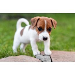 papermoon Fototapete &raquo;JACK RUSSEL-WELPE TERRIER HUND WIESE PARK LANSSCHAFT&laquo; bunt Vlies B/L: 2,5m x 1,86m, Bahnen: 5 Stk.