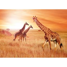 papermoon Fototapete &raquo;African Giraffes&laquo; glatt bunt Vlies B/L: 1,5m x 1,11m, Bahnen: 7 Stk.