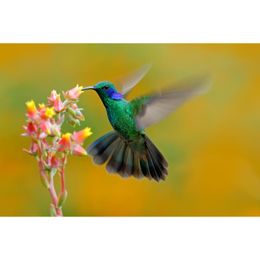 papermoon Fototapete &raquo;Hummingbird Colibri Thalassinus&laquo; glatt bunt Vlies B/L: 1,5m x 1,11m, Bahnen: 7 Stk.