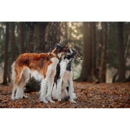 papermoon Fototapete &raquo;BARSOI-HUND Tier-Portrait, langhaariger Welpe&laquo; bunt Vlies B/L: 5m x 2,8m, Bahnen: 10 Stk.