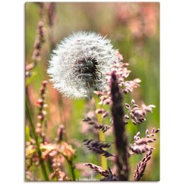 Artland Leinwandbild &raquo;Pusteblume III&laquo; Blumen 1 Stk. tlg. auf Holzrahmen gespannt gr&uuml;n Leinwand B/H/T: 45cm x 60cm, Leinwandbild Blumen Hochformat, 1 Stk.