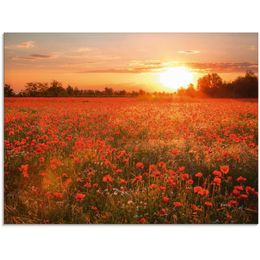 Artland Glasbild &raquo;Mohnblumenfeld bei Sonnenuntergang&laquo; Blumen 1 Stk. tlg. in verschiedenen Gr&ouml;&szlig;en rot B/H/T: 80cm x 60cm, Glasbild Blumen, 1 Stk.