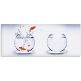 Artland Glasbild &raquo;Goldfischaquarium&laquo; Wassertiere 1 Stk. tlg. in verschiedenen Gr&ouml;&szlig;en wei&szlig; B/H/T: 125cm x 50cm, Glasbild Wassertiere, 1 Stk.