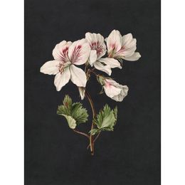 Livingwalls living walls Fototapete &raquo;Walls by Patel Midnight Garden&laquo; glatt Vlies, Wand schwarz Vlies B/L: 2m x 2,7m