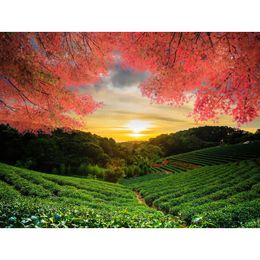 papermoon Fototapete &raquo;TEE GARTEN-HERBST AHORN ASIEN B&Auml;UME FELD WIESE SONNE&laquo; bunt Vlies B/L: 3,5m x 2,6m, Bahnen: 7 Stk.