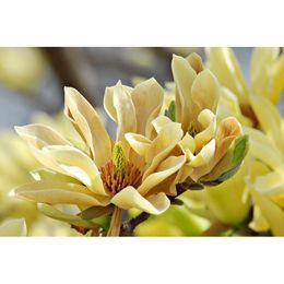 papermoon Fototapete &raquo;Schmetterlinge Magnolie&laquo; bunt Vlies B/L: 3m x 2,23m, Bahnen: 6 Stk.