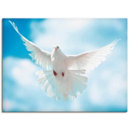 Artland Wandbild &raquo;Taube mit ausgebreiteten Fl&uuml;geln&laquo; V&ouml;gel 1 Stk. tlg. als Alubild, Leinwandbild, Poster in verschied. Gr&ouml;&szlig;en wei&szlig; B/H/T: 40cm x 30cm, 