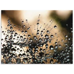 Artland Wandbild &raquo;Nasser L&ouml;wenzahn&laquo; Blumen 1 Stk. tlg. als Alubild, Leinwandbild in verschied. Gr&ouml;&szlig;en schwarz B/H/T: 40cm x 30cm, Alu-Dibond-Druck Blumen 