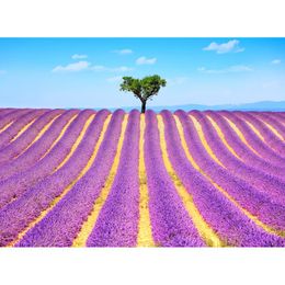papermoon Fototapete &raquo;Lavender in Provence&laquo; glatt bunt Vlies B/L: 5m x 2,8m, Bahnen: 10 Stk.
