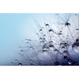 papermoon Fototapete &raquo;Seeds with Water Drops&laquo; glatt bunt Vlies B/L: 3,5m x 2,6m, Bahnen: 7 Stk.