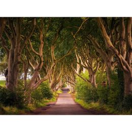 papermoon Fototapete &raquo;Dark Hedges Tree Tunnel&laquo; glatt bunt Vlies B/L: 2m x 1,49m, Bahnen: 4 Stk.
