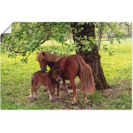 Artland Wandbild &raquo;Pony - Muttergl&uuml;ck&laquo; Haustiere 1 Stk. tlg. als Leinwandbild, Poster in verschied. Gr&ouml;&szlig;en gr&uuml;n B/H/T: 60cm x 40cm, Poster Haustiere, 1 Stk.