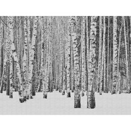 Livingwalls living walls Fototapete &raquo;The Wall&laquo; Holz Schwarz-Wei&szlig; Wald glatt Fototapete Wald Tapete Birkenwald Tapeten modern Design Kinderzimmer schwarz Vinyl, 