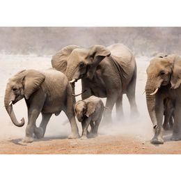 papermoon Fototapete &raquo;Elephan Herd&laquo; glatt bunt Vlies B/L: 1,5m x 1,11m, Bahnen: 7 Stk.