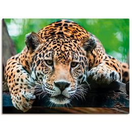 Artland Leinwandbild &raquo;S&uuml;damerikanischer Jaguar&laquo; Wildtiere 1 Stk. tlg. auf Holzrahmen gespannt braun B/H/T: 80cm x 60cm, Leinwandbild Wildtiere Querformat, 1 