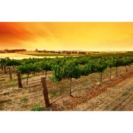 papermoon Fototapete &raquo;Sunrise Vineyard&laquo; glatt bunt Vlies B/L: 3m x 2,23m, Bahnen: 6 Stk.