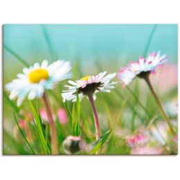 Artland Leinwandbild &raquo;G&auml;nsebl&uuml;mchen Romantik&laquo; Blumen 1 Stk. tlg. auf Holzrahmen gespannt blau Leinwand B/H/T: 80cm x 60cm, Leinwandbild Blumen Querformat, 1 