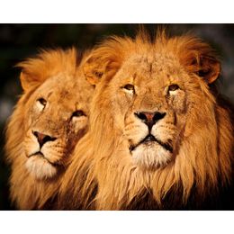 papermoon Fototapete &raquo;Male Lions&laquo; glatt bunt Vlies B/L: 2,5m x 1,86m, Bahnen: 5 Stk.