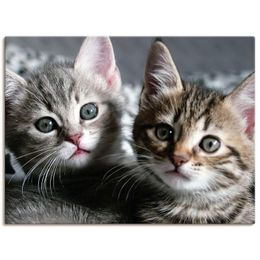 Artland Wandbild &raquo;Katze&laquo; Haustiere 1 Stk. tlg. als Leinwandbild, Poster in verschied. Gr&ouml;&szlig;en grau B/H/T: 40cm x 30cm, Leinwandbild Haustiere Querformat, 1 Stk