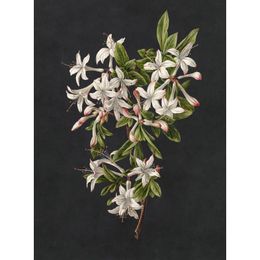 Livingwalls living walls Fototapete &raquo;Walls by Patel Midnight Garden&laquo; glatt Vlies, Wand gr&uuml;n Vlies B/L: 2m x 2,7m