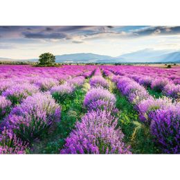 papermoon Fototapete &raquo;Lavende Garden&laquo; glatt bunt Vlies B/L: 3m x 2,23m, Bahnen: 6 Stk.