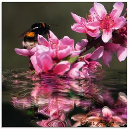 Artland Glasbild &raquo;Pfirsichbl&uuml;te mit Hummel&laquo; Blumen 1 Stk. tlg. in verschiedenen Gr&ouml;&szlig;en pink B/H/T: 30cm x 30cm, Glasbild Blumen quadratisch, 1 Stk.