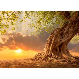 papermoon Fototapete &raquo;Old Tree in Sunset&laquo; glatt bunt Vlies B/L: 3,5m x 2,6m, Bahnen: 7 Stk.