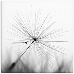 Artland Wandbild &raquo;Pusteblume Schirmchen&laquo; Blumen 1 Stk. tlg. als Alubild, Leinwandbild in verschied. Gr&ouml;&szlig;en schwarz B/H/T: 50cm x 50cm, Leinwandbild Blumen, 1 