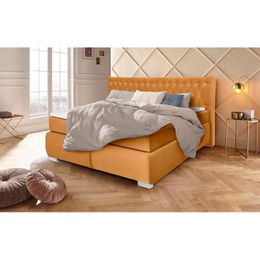 LEONIQUE Boxspringbett &raquo;Rumba&laquo; Taschenfederkern-Matratze in H&auml;rtegrad 3, in 4 Breiten, incl. Topper gold Samtoptik (100% Polyester) Liegefl&auml;che B/L: 180cm x 