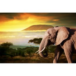 papermoon Fototapete &raquo;Elefant von Kilimanjaro&laquo; bunt Vlies B/L: 3m x 2,23m, Bahnen: 6 Stk.