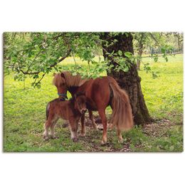 Artland Wandbild &raquo;Pony - Muttergl&uuml;ck&laquo; Haustiere 1 Stk. tlg. als Leinwandbild, Poster in verschied. Gr&ouml;&szlig;en gr&uuml;n B/H/T: 90cm x 60cm, Leinwandbild Haustiere, 1 