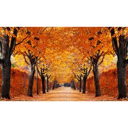 papermoon Fototapete &raquo;Autumn Alley&laquo; glatt bunt Vlies B/L: 1,5m x 1,11m, Bahnen: 7 Stk.