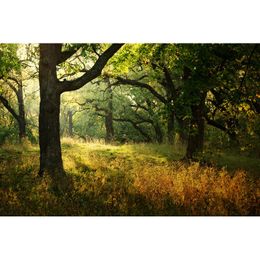 papermoon Fototapete &raquo;Morning Sunbeam&laquo; glatt bunt Vlies B/L: 3m x 2,23m, Bahnen: 6 Stk.