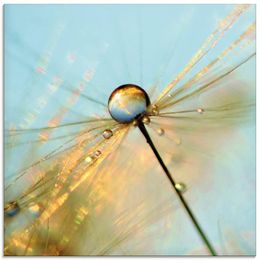 Artland Glasbild &raquo;Pusteblume Tautropfen II&laquo; Blumen 1 Stk. tlg. in verschiedenen Gr&ouml;&szlig;en blau B/H/T: 50cm x 50cm, Glasbild Blumen quadratisch, 1 Stk.