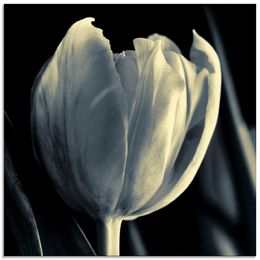 Artland Glasbild &raquo;Tulpe&laquo; Blumen 1 Stk. tlg. in verschiedenen Gr&ouml;&szlig;en schwarz B/H/T: 30cm x 30cm, Glasbild Blumen quadratisch, 1 Stk.