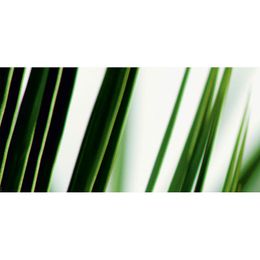 Express K&uuml;chen K&uuml;chenr&uuml;ckwand &raquo;Gr&auml;ser&laquo; gr&uuml;n B/H: 120cm x 55,9cm K&uuml;chenr&uuml;ckwand