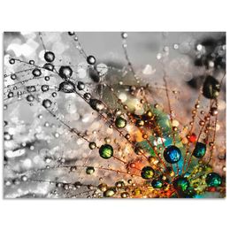 Artland Wandbild &raquo;Farbenfrohe Natur&laquo; Blumen 1 Stk. tlg. als Alubild, Leinwandbild, Poster in verschied. Gr&ouml;&szlig;en bunt B/H/T: 40cm x 30cm, Alu-Dibond-Druck 