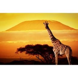 papermoon Fototapete &raquo;Giraffe von Kilimanjaro&laquo; bunt Vlies B/L: 3,5m x 2,6m, Bahnen: 7 Stk.