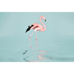 Livingwalls living walls Fototapete &raquo;ARTist Flamingo Water&laquo; Vlies, Wand, Schr&auml;ge bunt Vlies B/L: 4m x 2,7m