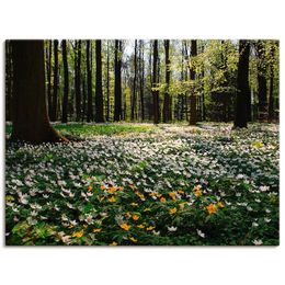 Artland Wandbild &raquo;Fr&uuml;hlingswald bedeckt mit Windr&ouml;schen&laquo; Wald 1 Stk. tlg. als Leinwandbild, Poster in verschied. Gr&ouml;&szlig;en gr&uuml;n Leinwand B/H/T: 40cm x 30cm, 