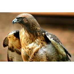 papermoon Fototapete &raquo;Red Tail Hawk&laquo; glatt bunt Vlies B/L: 4m x 2,6m, Bahnen: 8 Stk.