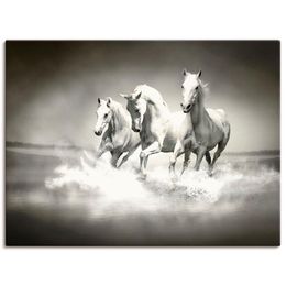 Artland Leinwandbild &raquo;Herde von wei&szlig;en Pferden&laquo; Haustiere 1 Stk. tlg. auf Holzrahmen gespannt schwarz Leinwand B/H/T: 80cm x 60cm, Leinwandbild Haustiere 