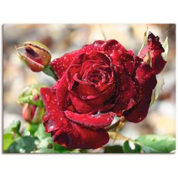 Artland Wandbild &raquo;Tr&ouml;pfchenrose&laquo; Blumen 1 Stk. tlg. als Leinwandbild, Poster in verschied. Gr&ouml;&szlig;en rot Leinwand B/H/T: 60cm x 45cm, Leinwandbild Blumen, 1 Stk.