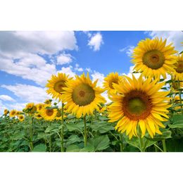 papermoon Fototapete &raquo;Sunflower Field&laquo; glatt bunt Vlies B/L: 3m x 2,23m, Bahnen: 6 Stk.