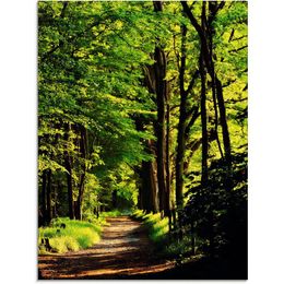 Artland Glasbild &raquo;Weg im Wald&laquo; Wald 1 Stk. tlg. in verschiedenen Gr&ouml;&szlig;en gr&uuml;n B/H/T: 60cm x 80cm, Glasbild Wald, 1 Stk.