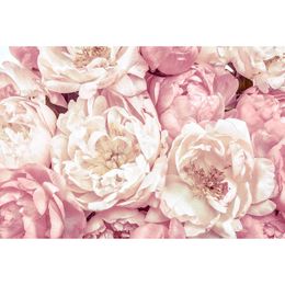 Komar Vliestapete &raquo;Vlies - Peonies - Gr&ouml;&szlig;e 368 x 248 cm&laquo; bedruckt glatt Wohnzimmer, Schlafzimmer rosa Vlies B/L: 368m x 248m, Rollen: 1